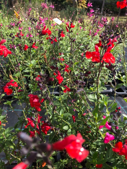 Sauge 'Royal Bumble' - godet :: BREUIL horticulture