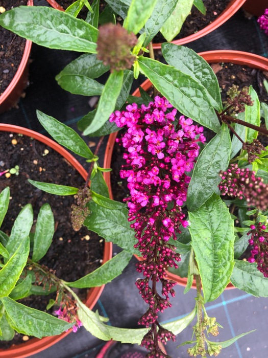 buddleja buzz hot raspberry