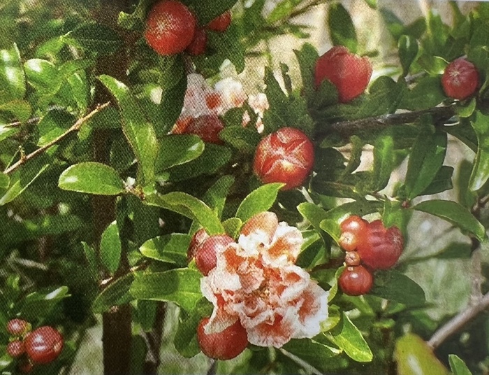Grenadier fruits C10L 80/100 :: BREUIL horticulture