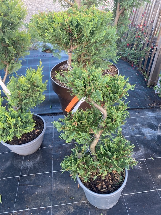 Cyprès leyl. Castlewelland gold 80/100 BonsaÏ plateau :: BREUIL ...