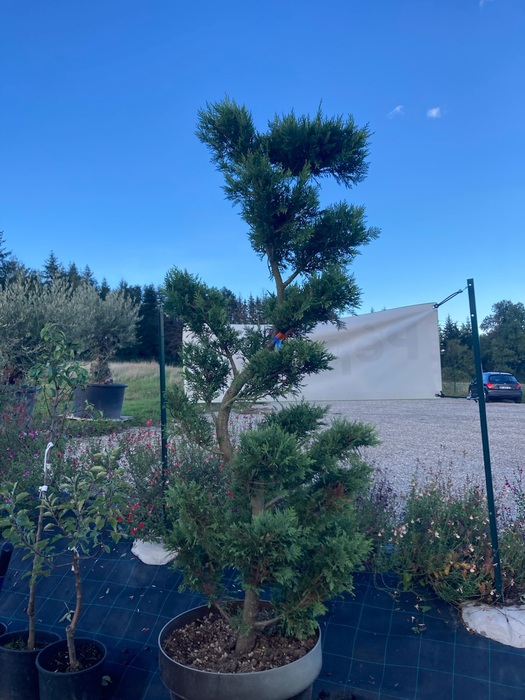 Cyprès leyl. Catlewelland gold Bonsaï plateau 180/200 :: BREUIL ...