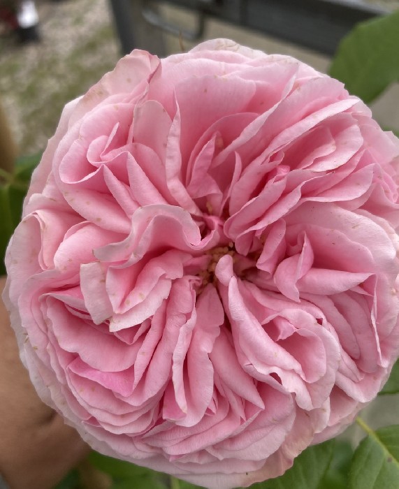 Rosier grimpant l’alhambra C10L :: BREUIL horticulture