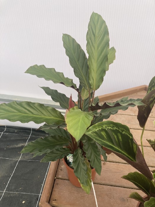 Calathea mix pot 14cm :: BREUIL horticulture