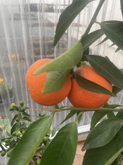 Clémentinier - clémentine 1/4 tige :: BREUIL horticulture